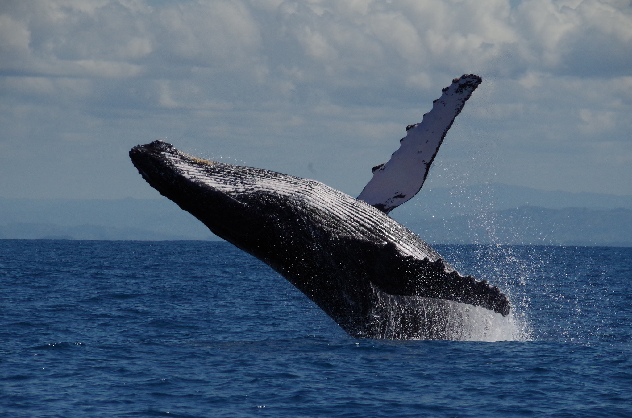 Rencontre avec les baleines de Madagascar - Office Régional du Tourisme ...
