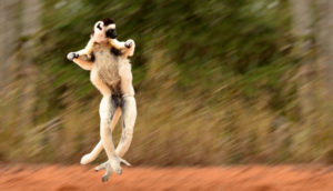 The lemur, an emblematic species of Madagascar - Office Régional du ...